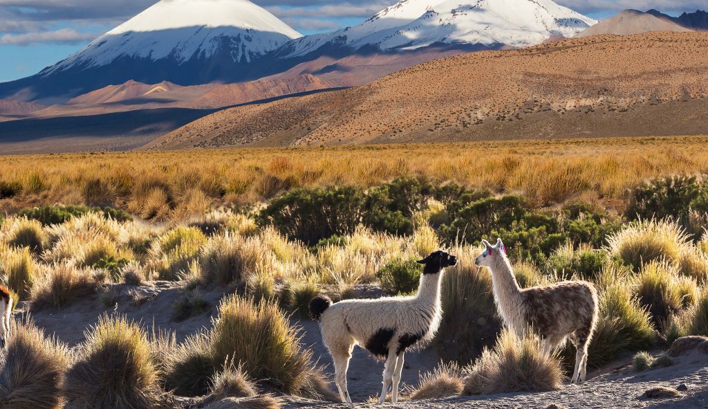 Single rundrejse gennem Peru med de vigtigste højdepunkter
